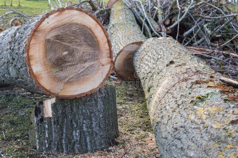 Il Tronco Dell'albero Incide I Pezzi Immagine Stock - Immagine di ...