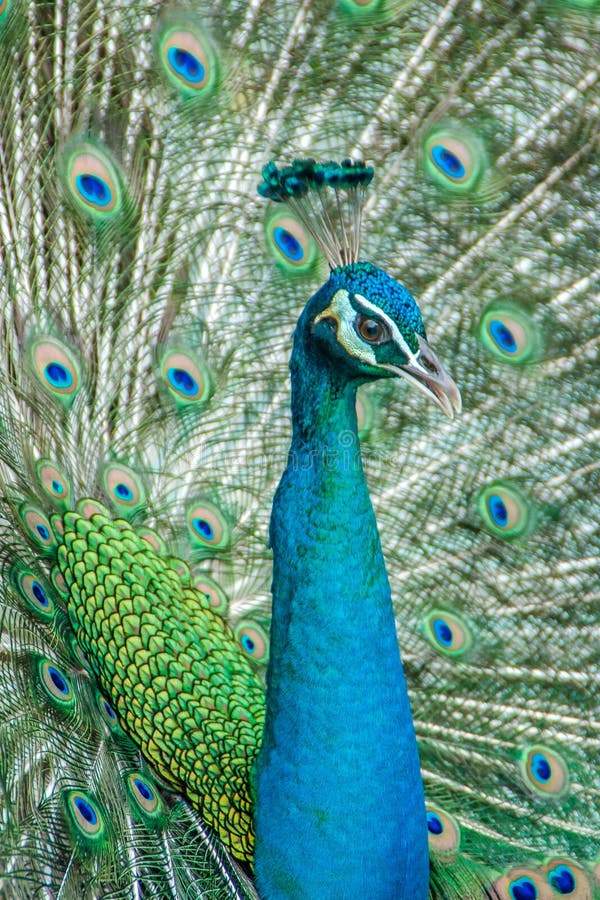 Il Uccello-pavone Colourful Fotografia Stock - Immagine di verde, testa ...