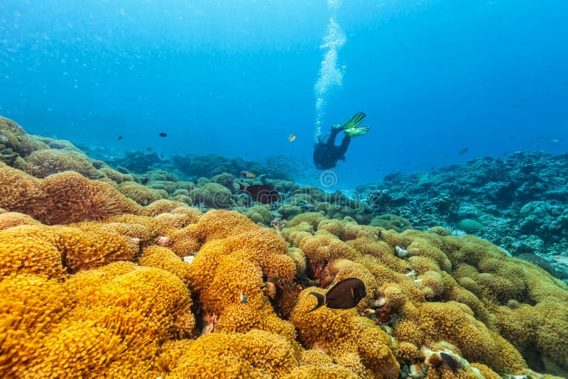 Il Underwater Del Subaqueo Esamina in Modo Approfondito I Coralli ...