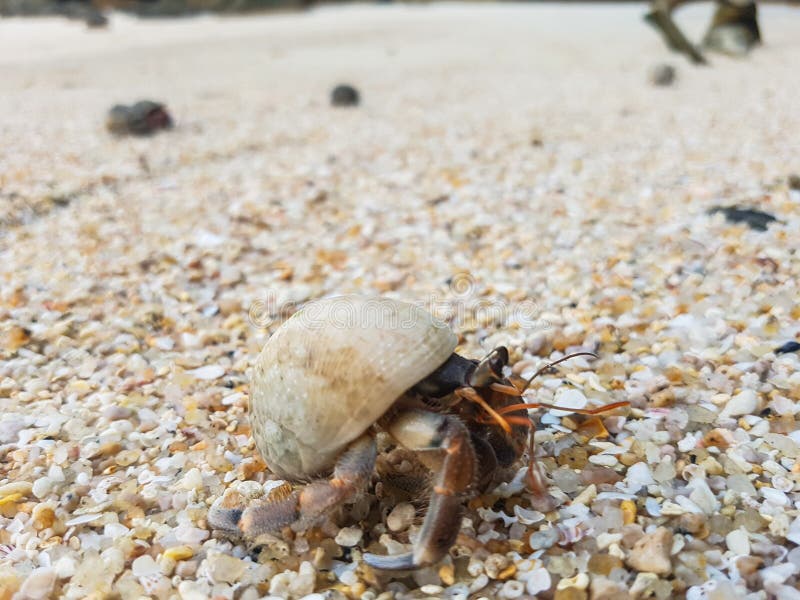Il viaggio del paguro fotografia stock. Immagine di stagione - 88278814