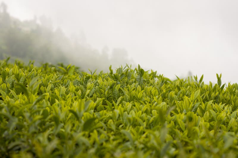 Kanyam Tea Farming Stock Photos - Free & Royalty-Free Stock Photos from ...