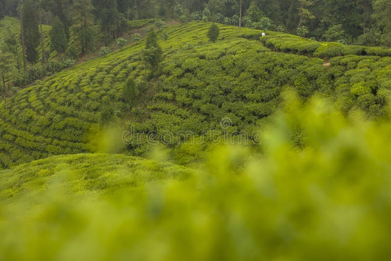 Kanyam Tea Farming Stock Photos - Free & Royalty-Free Stock Photos from ...