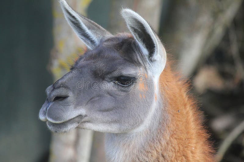 Ilama close-up stock image. Image of mammal, ruminant - 78328547
