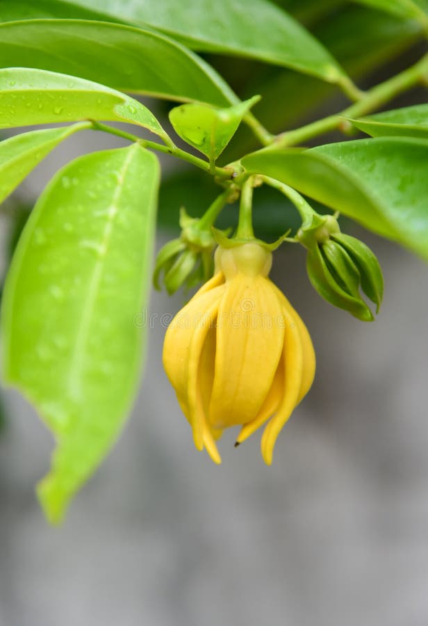 Ilang-ilang flower stock image. Image of scent, malaysian - 58455155