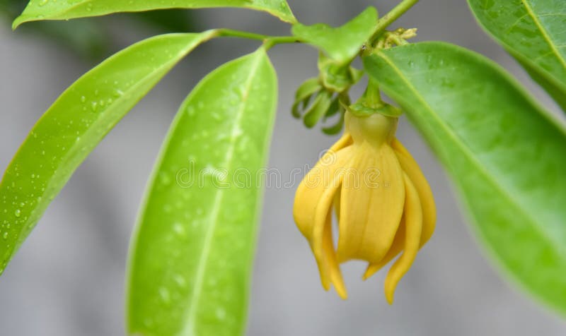 360 Ilang Ilang Stock Photos - Free & Royalty-Free Stock Photos from ...