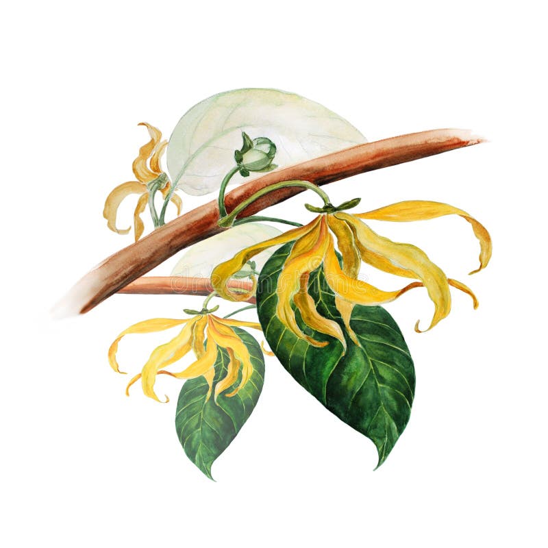 Ilang-Ilang stock abbildung. Illustration von abbildung - 81768251