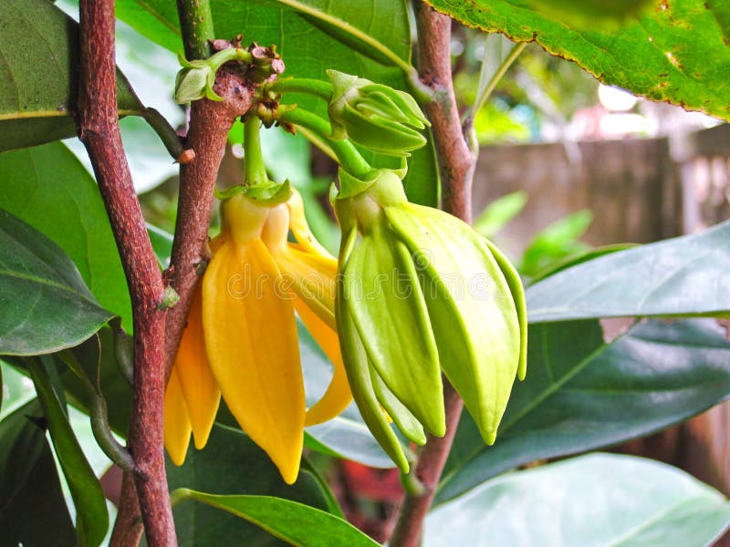 Ilang-ilang rampicante immagine stock. Immagine di giallo - 20403017