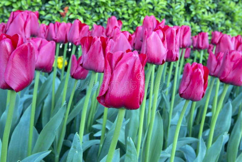 Ile de France Tulips stock photo. Image of tulips, blooming - 96326300