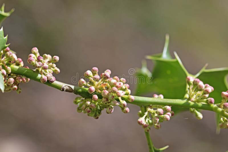 Common Holly Bush Flower Buds Stock Photo - Image of gardening, bloom ...