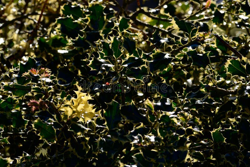 Ilex aquifolium stock image. Image of spring, ilex, leaves - 40193731