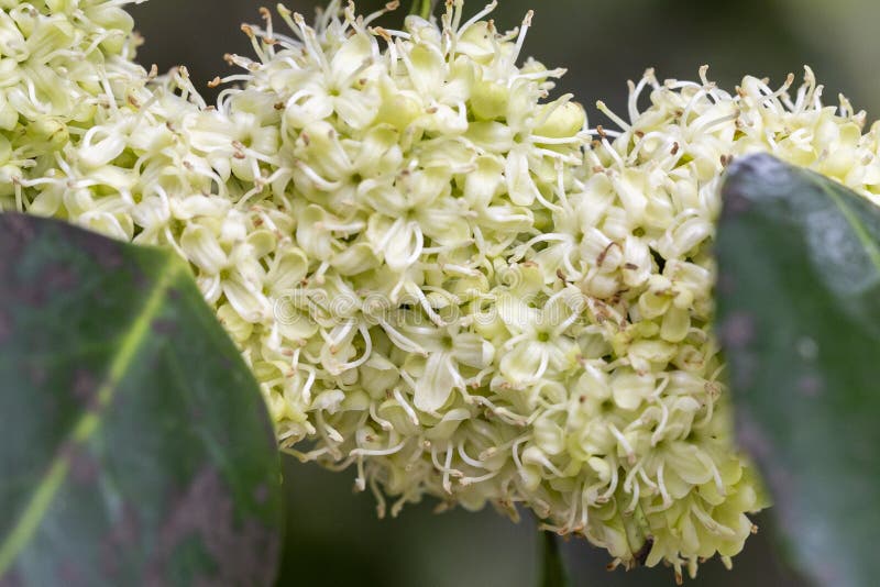 Ilex Aquifolium Shrub with White Flowers in Spring Stock Image - Image ...