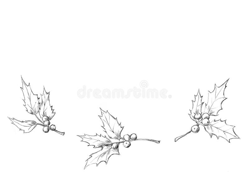 Ilex Branches with Green Background Stock Illustration - Illustration ...