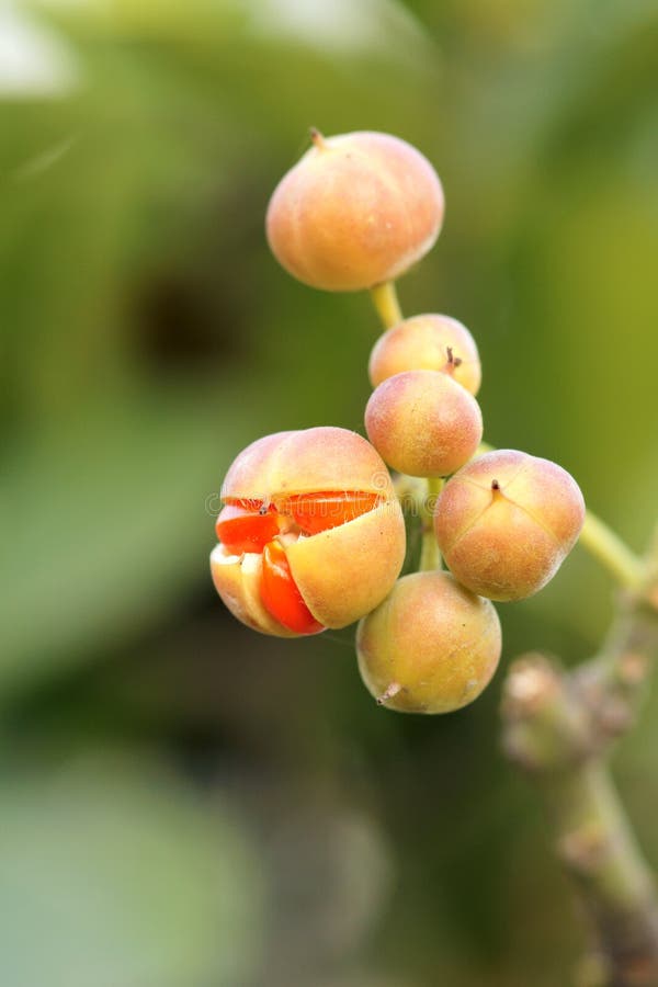 Ilex fruit stock photo. Image of seeds, wild, fructification - 35223914