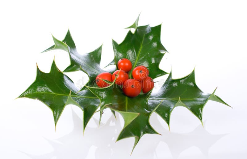 Ilex,holly, Christmas Decoration Stock Image - Image of bush ...
