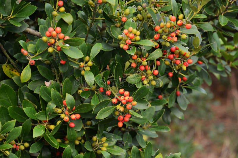 Ilex integra berries stock photo. Image of genus, natural - 134488608