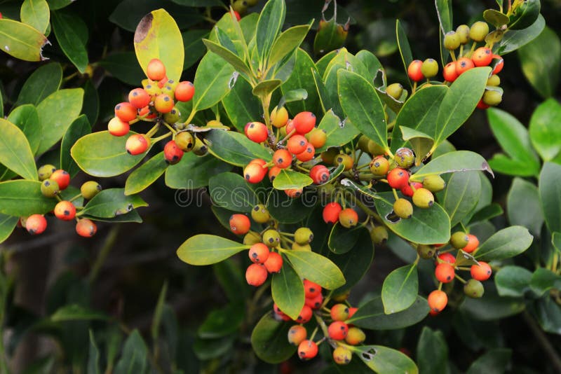 Ilex integra berries stock image. Image of garden, fruits - 134488607