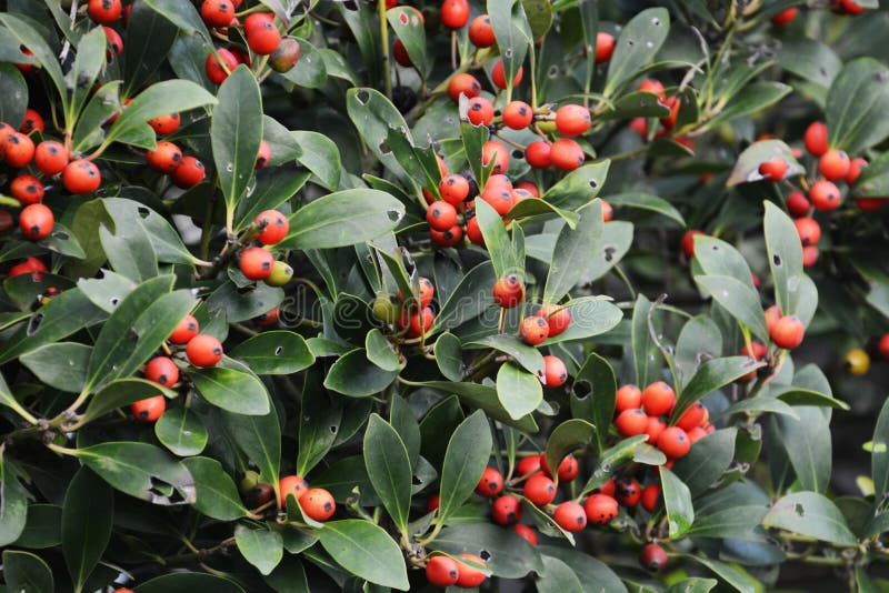 Ilex integra berries stock photo. Image of ilex, branch - 134488610