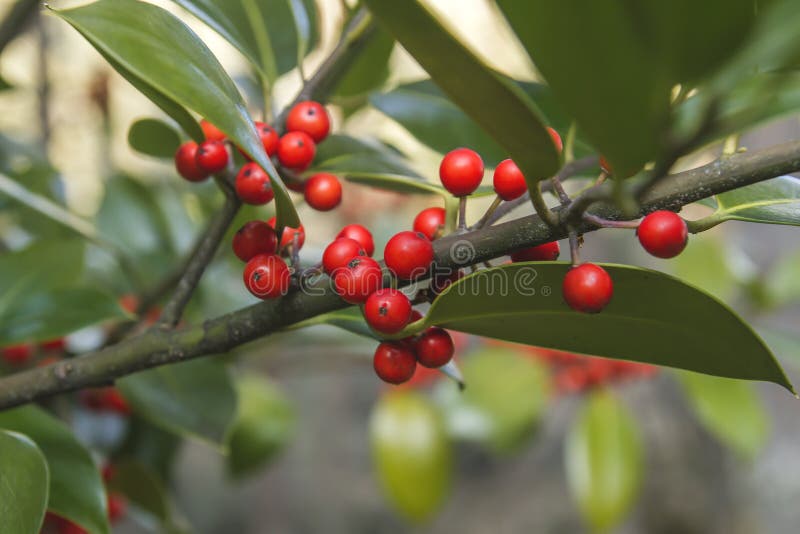 Ilex red fruits close up stock image. Image of ilex - 184994059