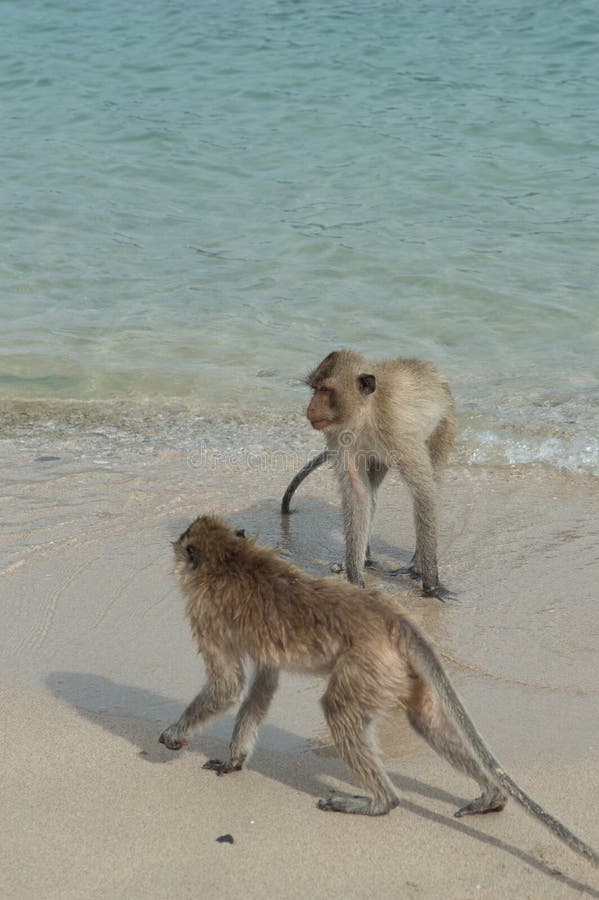 Ilha Do Macaco Pelo Mar, TAILÂNDIA Foto de Stock - Imagem de nave ...
