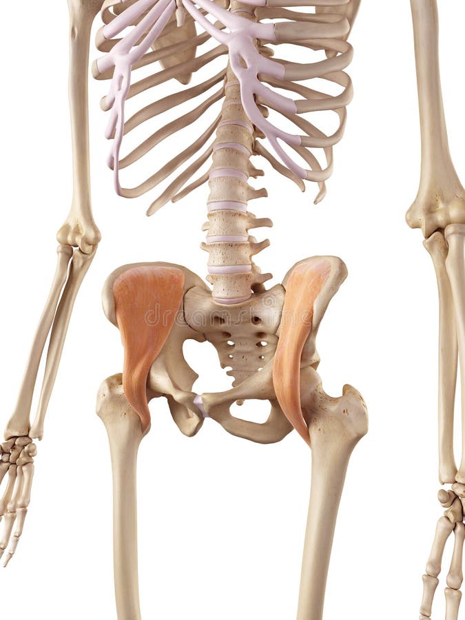 The iliacus stock illustration. Illustration of biology - 56286521