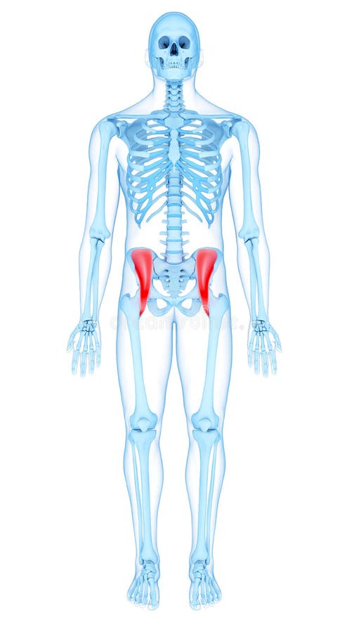 The iliacus stock illustration. Illustration of biology - 56286521