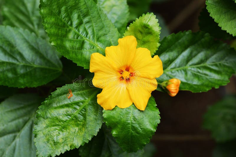 Ilima Flower Stock Photos - Free & Royalty-Free Stock Photos from ...