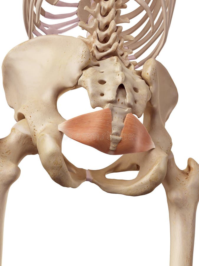 The iliococcygeus stock illustration. Illustration of accurate - 56286357