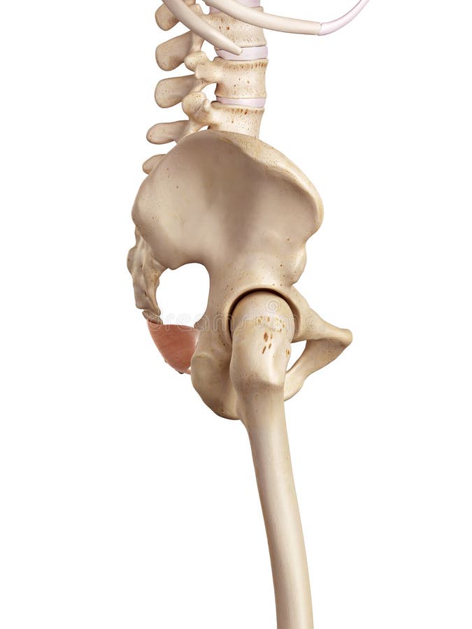 The iliococcygeus stock illustration. Illustration of human - 45575586