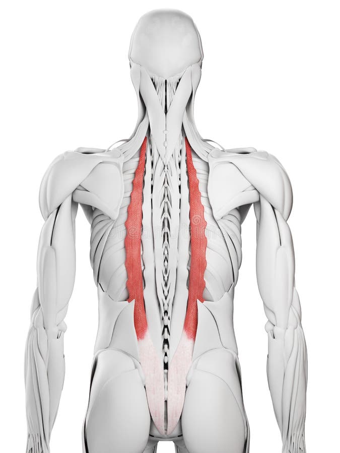 Iliocostalis Stock Illustrations – 445 Iliocostalis Stock Illustrations ...