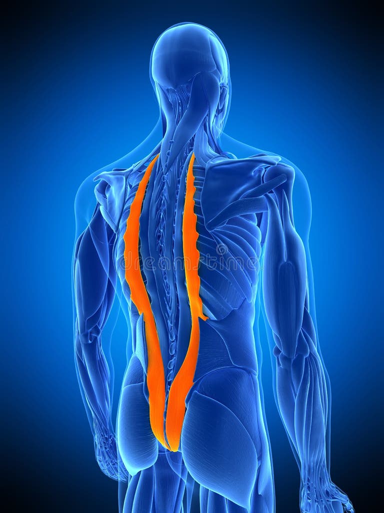 Anatomy Iliocostalis Stock Illustrations – 428 Anatomy Iliocostalis ...