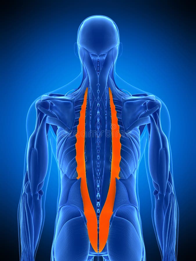 The iliocostalis stock illustration. Illustration of graphic - 45575587