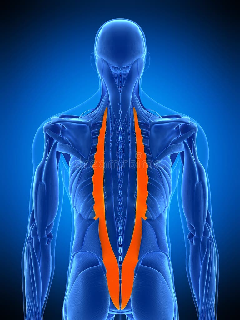 Anatomy Iliocostalis Stock Illustrations – 428 Anatomy Iliocostalis ...