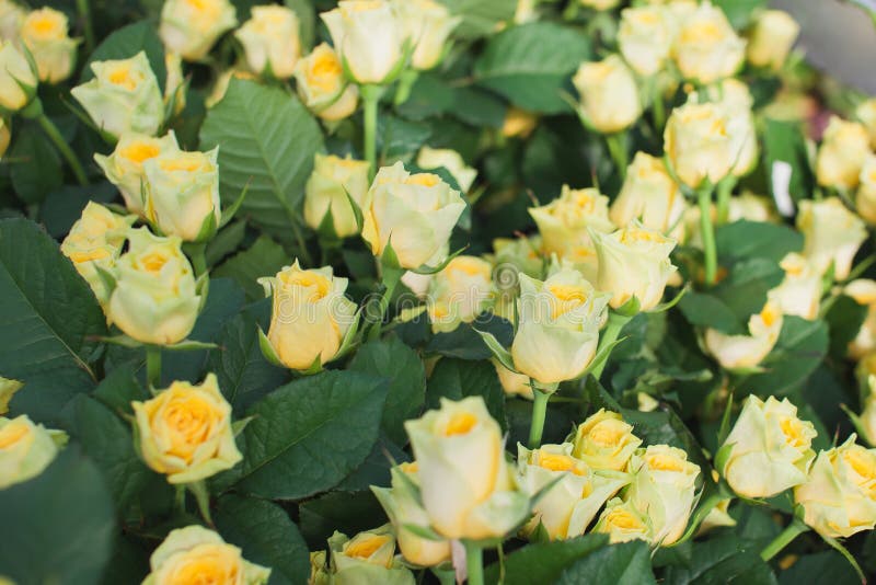 Ilios Rose in the Flowerbed Stock Image - Image of heart, green: 181202837