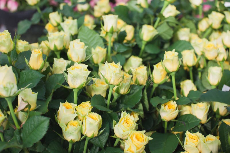 Ilios Rose Flowerbed Stock Photos - Free & Royalty-Free Stock Photos ...