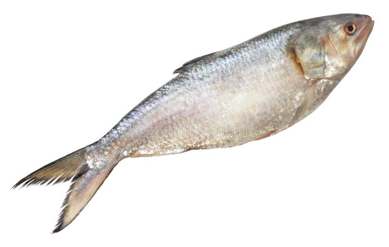 Ilish Fish of Southeast Asia Stock Image - Image of gangase, food: 21435715