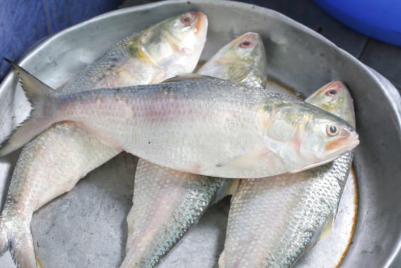 Ilish Hilsa Fish stock photo. Image of fresh, bengal - 68111140