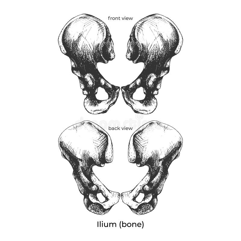482_Ilium (bone stock vector. Illustration of medicine - 241138629