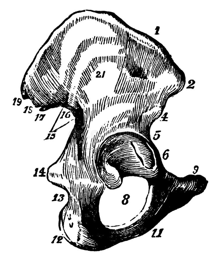 The Ilium, Vintage Illustration Stock Vector - Illustration of white ...