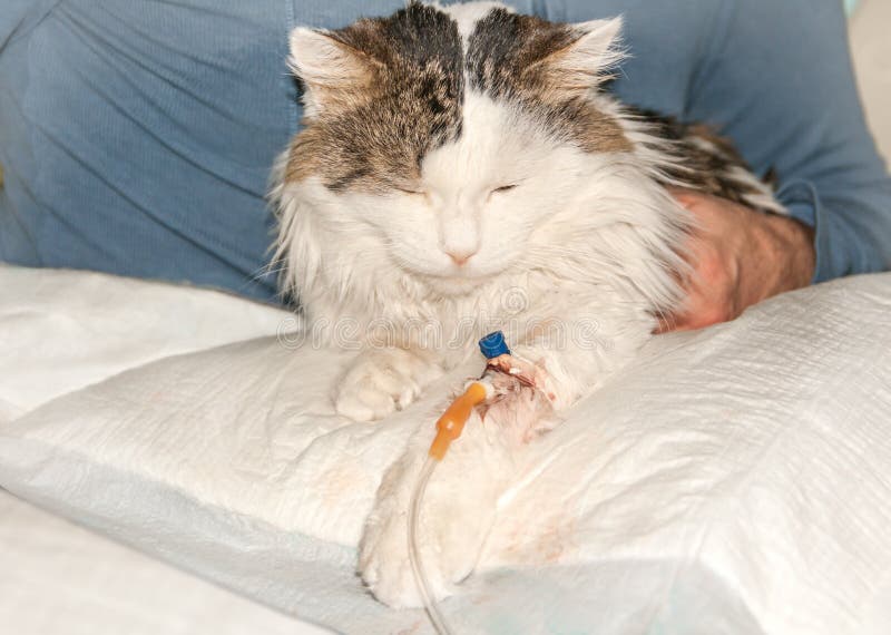 Ill Cat in Dropper in His Paw Stock Photo - Image of operation, test ...