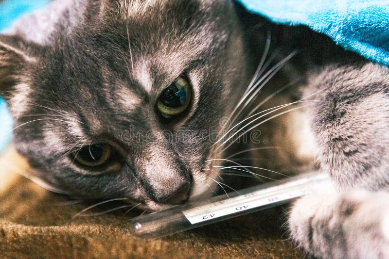 Ill cat is lying in bed stock photo. Image of temperature - 205515158