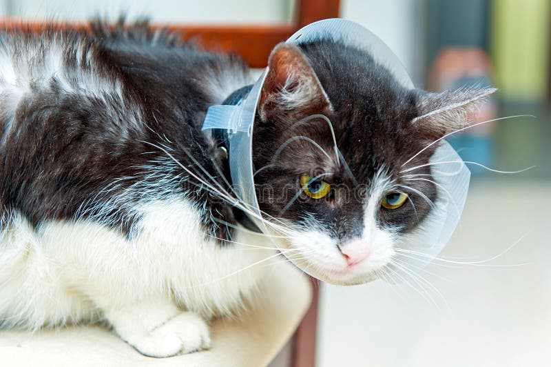 Ill cat wearing funnel stock image. Image of protection - 84289647