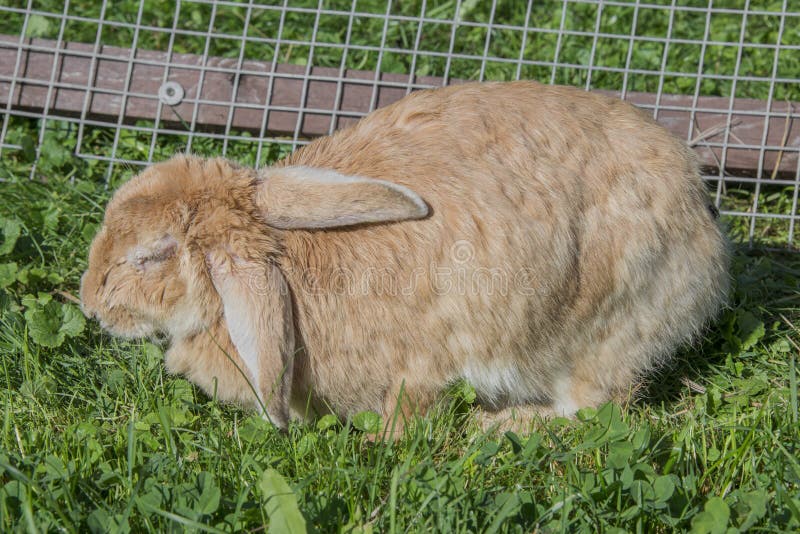 How To Hold the Rabbit Pet Correctly. Stock Image - Image of hospital ...