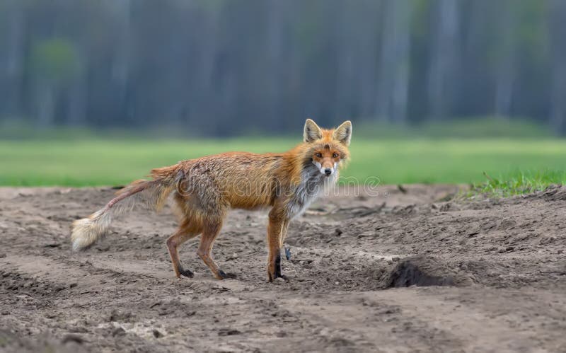 Ill Red Fox Suffers from Mange Disease Stock Photo - Image of disease ...