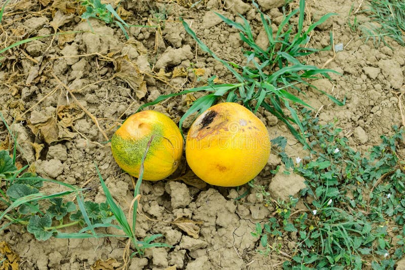 Rotten melon stock photo. Image of decayed, fruit, inedible - 33967244