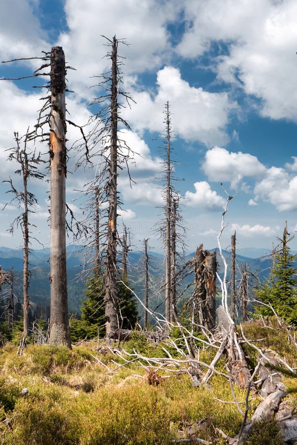 Ill trees in forest stock image. Image of fatra, forest - 83126597
