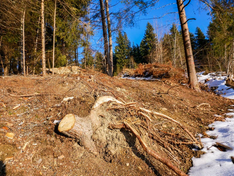 Illegal Cutted Tree Trunk with Roots in the Pine Forest Stock Photo ...