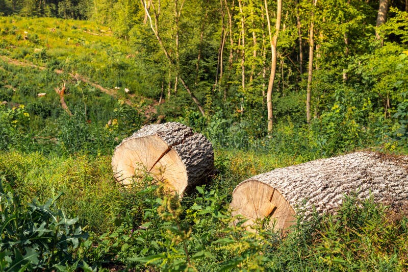 Illegal Cutting. Logs Lie in a Clearing in the Forest after Cutting ...