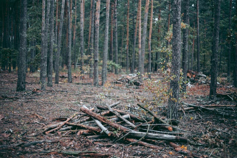 Illegal Felling of Forest and Trees in a Wildlife Park Stock Photo ...