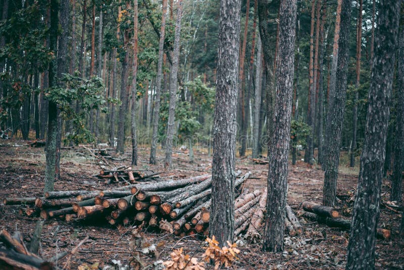 Illegal Felling of Forest and Trees in a Wildlife Park Stock Photo ...