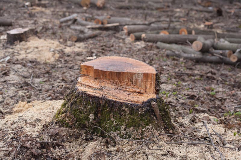 Illegal Felling of Trees in the Forest. Ecology. Stock Photo - Image of ...